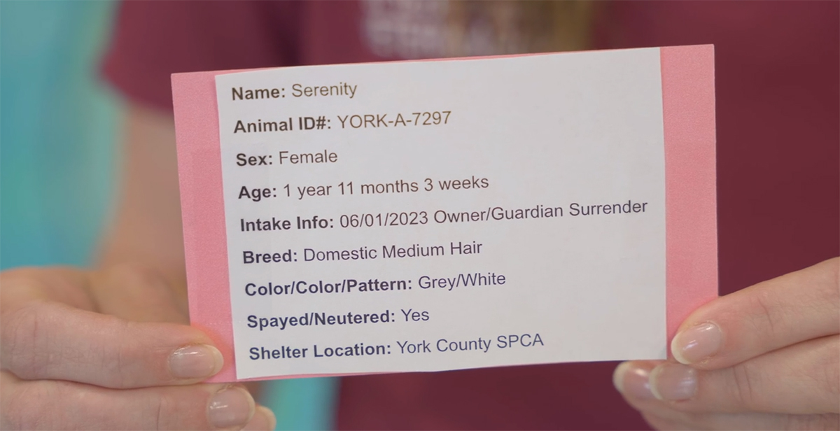 Introducing the Shelter Scan Interactive Kennel Card | York County SPCA