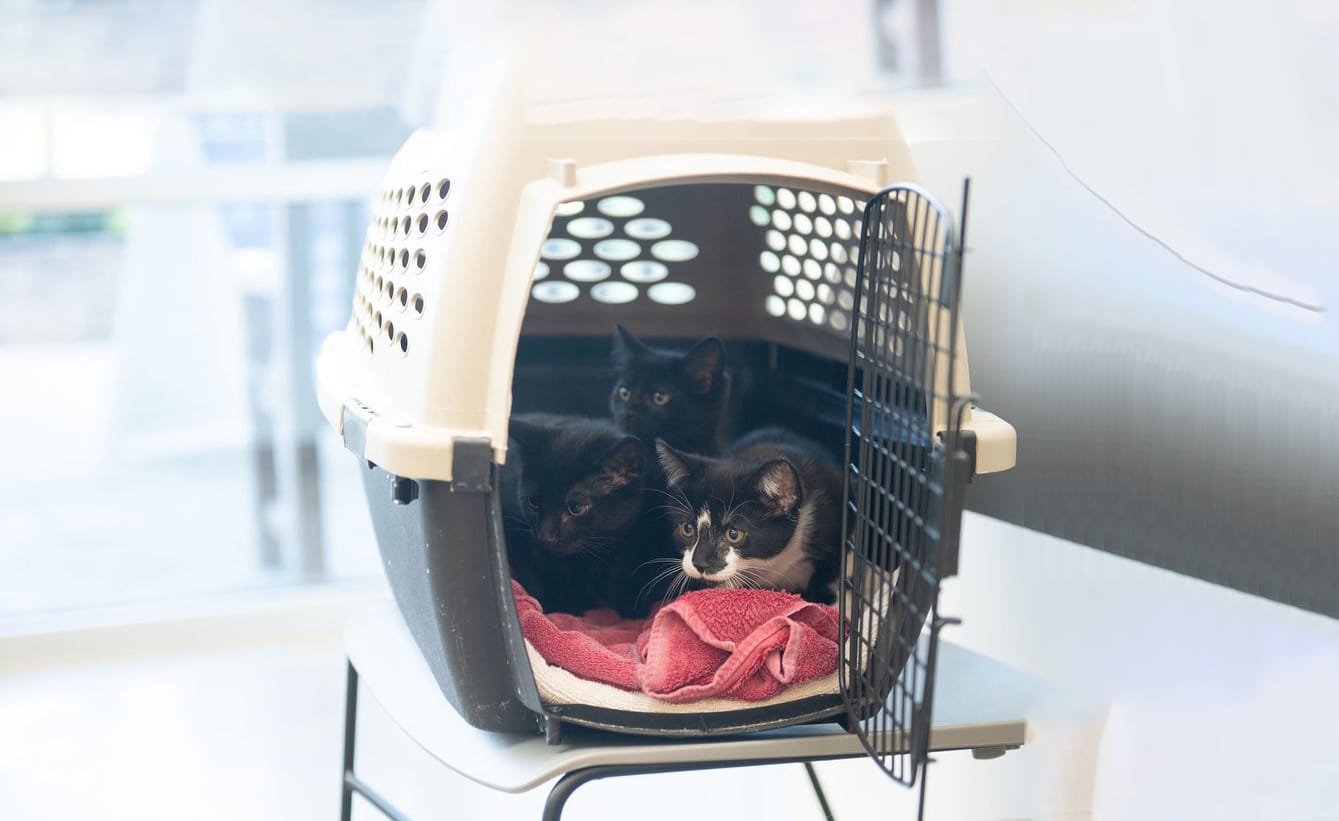 Volunteer | York County SPCA