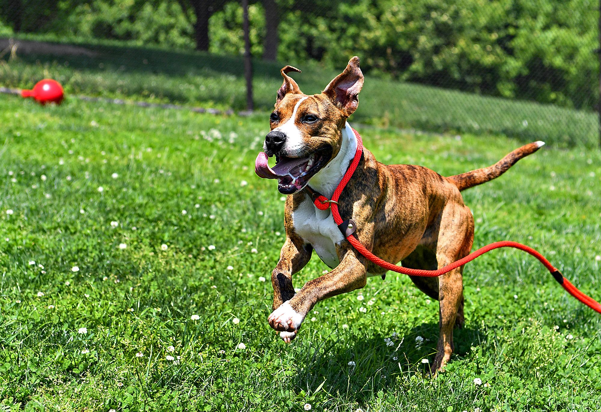 Ways To Give | York County SPCA