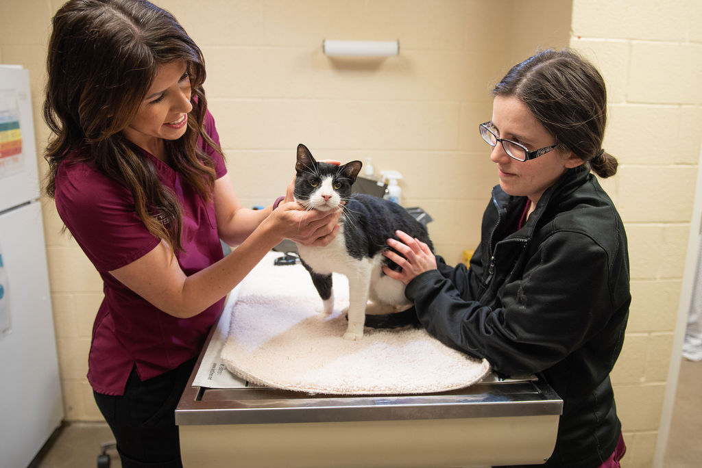 Resources | York County SPCA