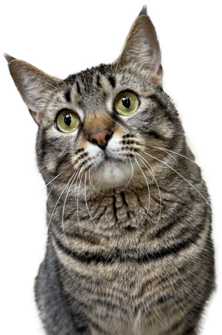 Animal 404 | York County SPCA