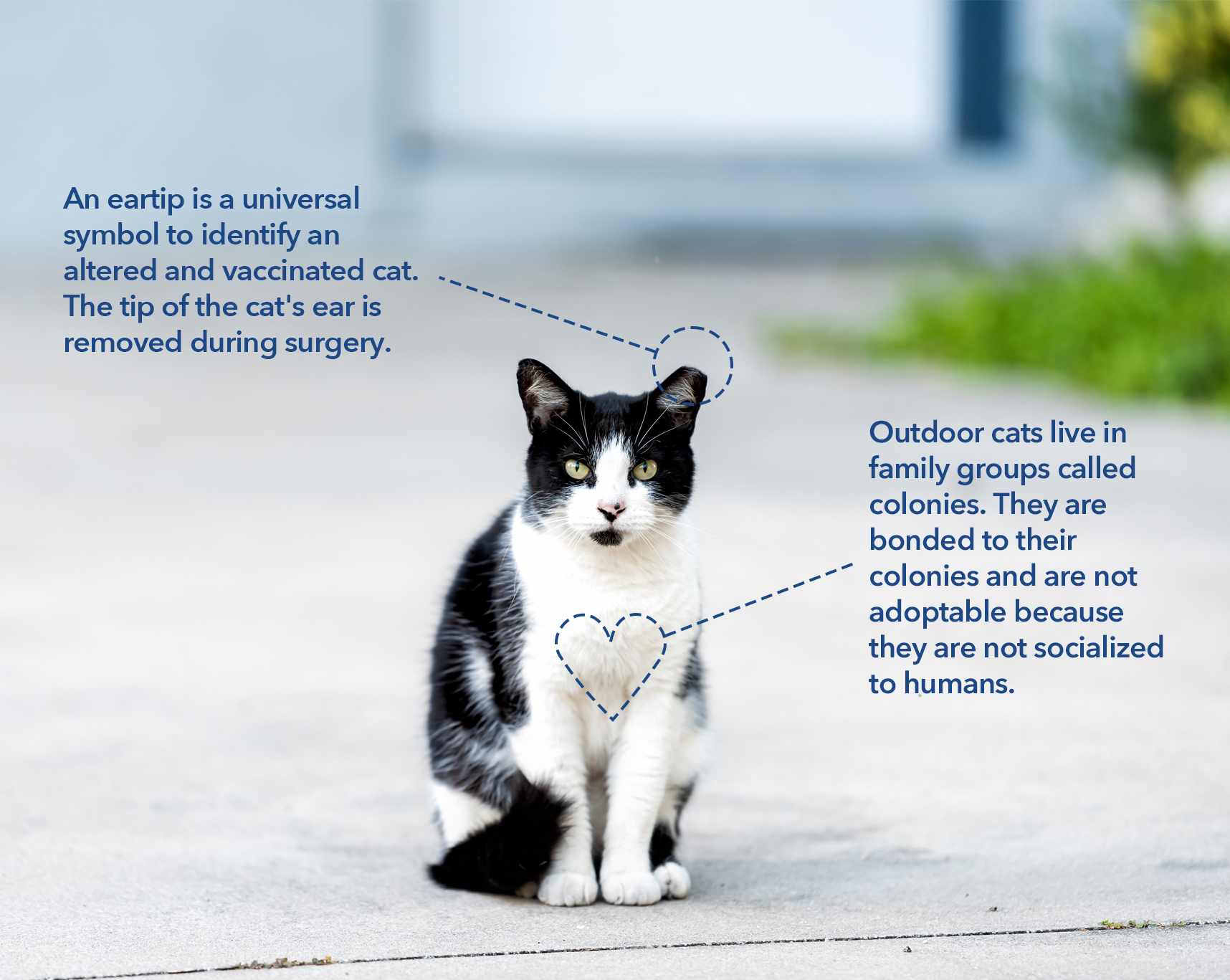 Community Cats | York County SPCA