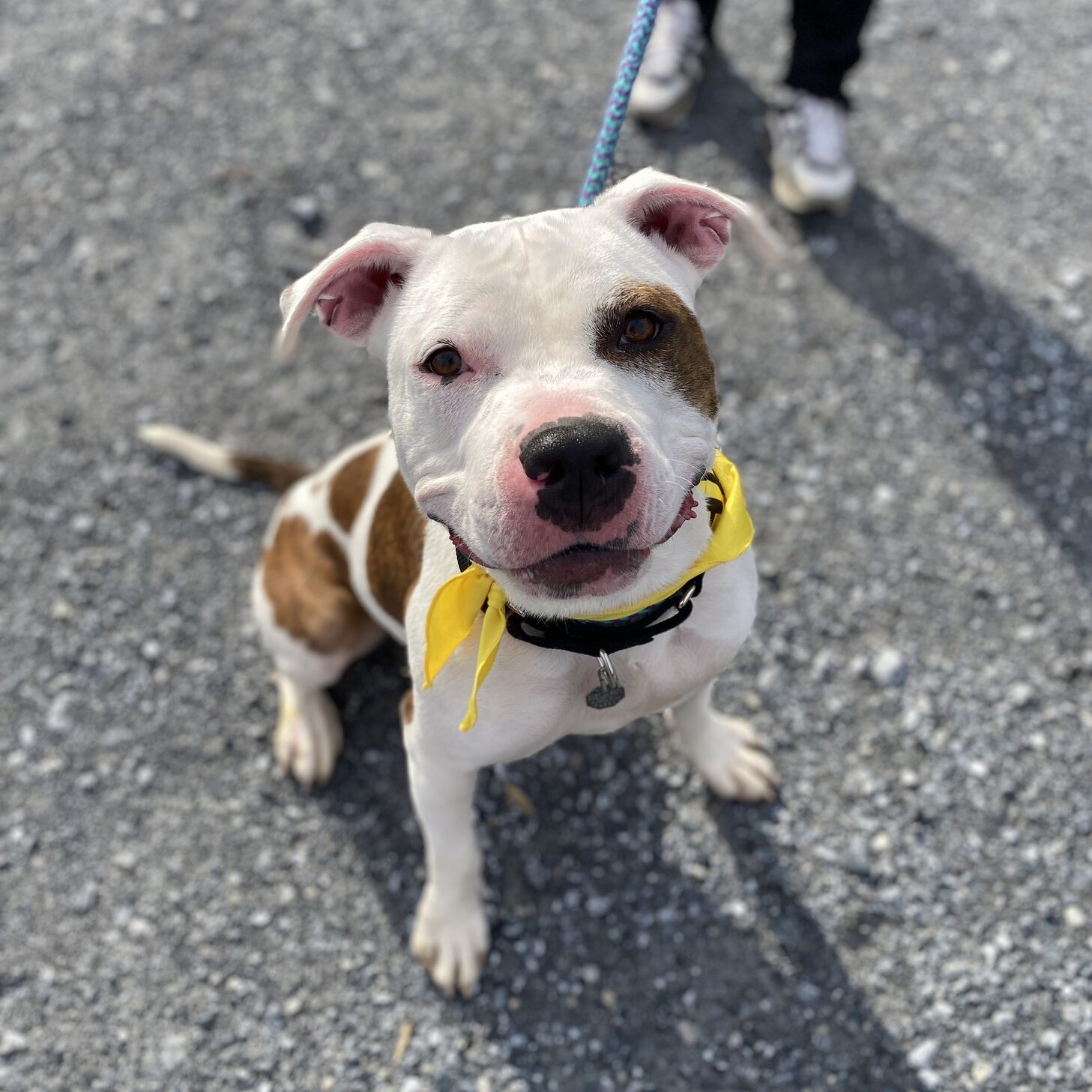 Who We Are | York County SPCA