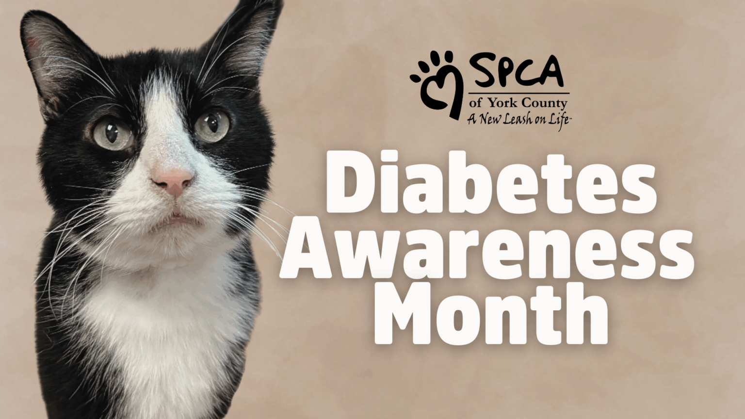 What Does It Mean to be a No-Kill Animal Shelter? | York County SPCA